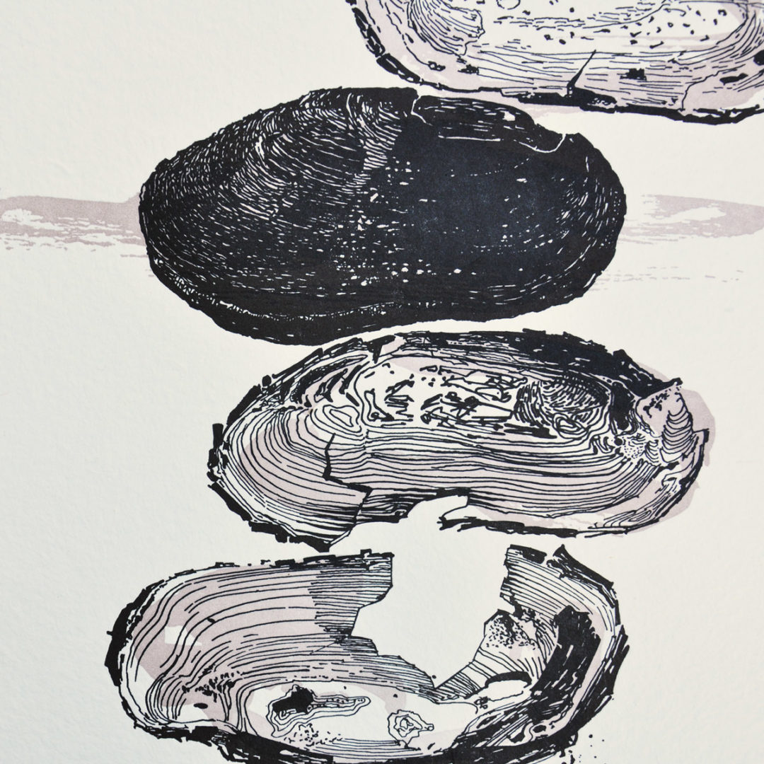 Freshwater Pearl Mussel – Art Print (A3) | Labora